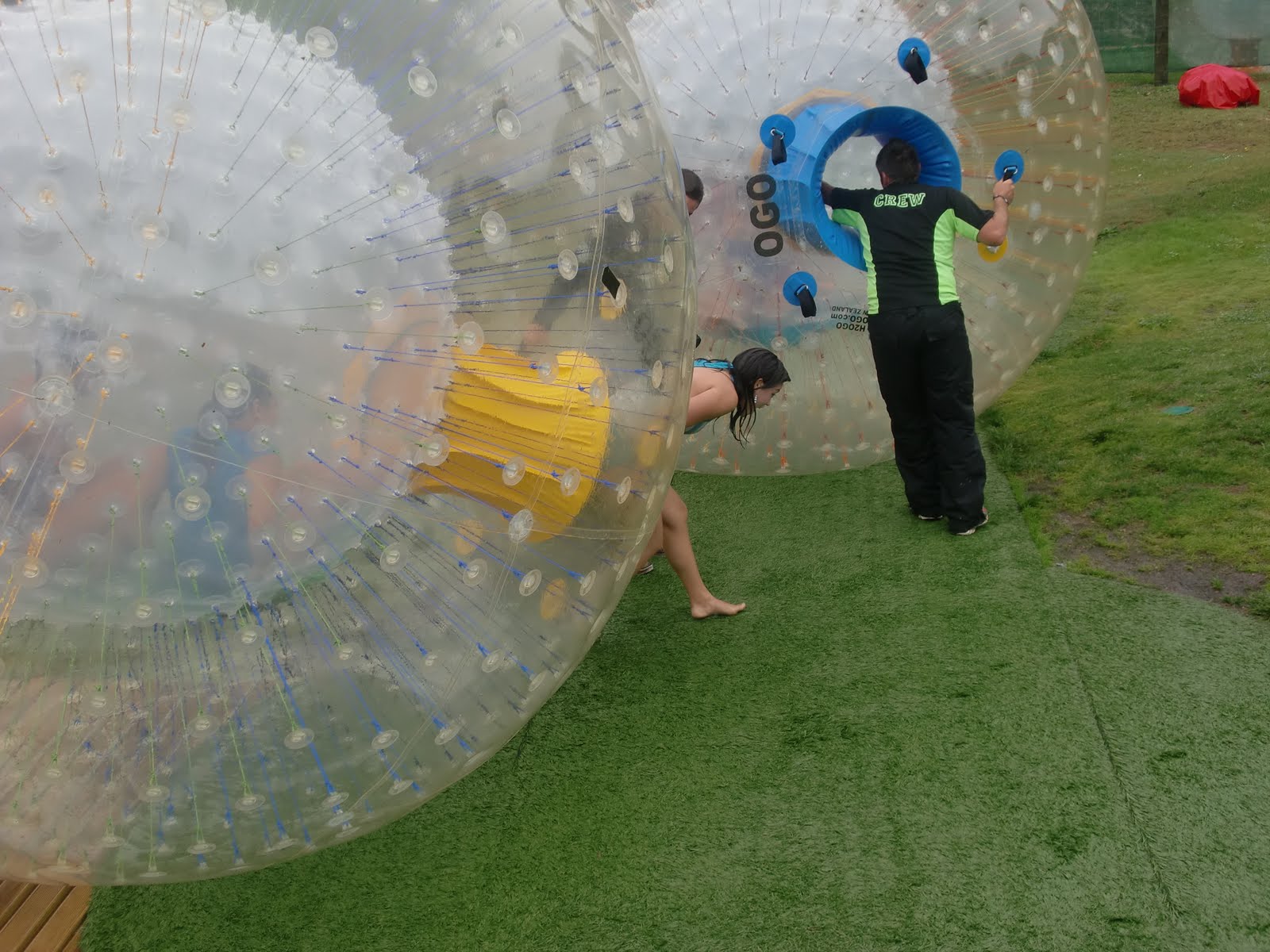 My New Zealand: Lots of sheep and a hamster ball