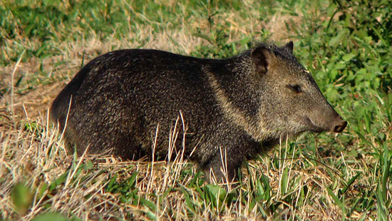 pecarí de collar: EL PECARI DE COLLAR
