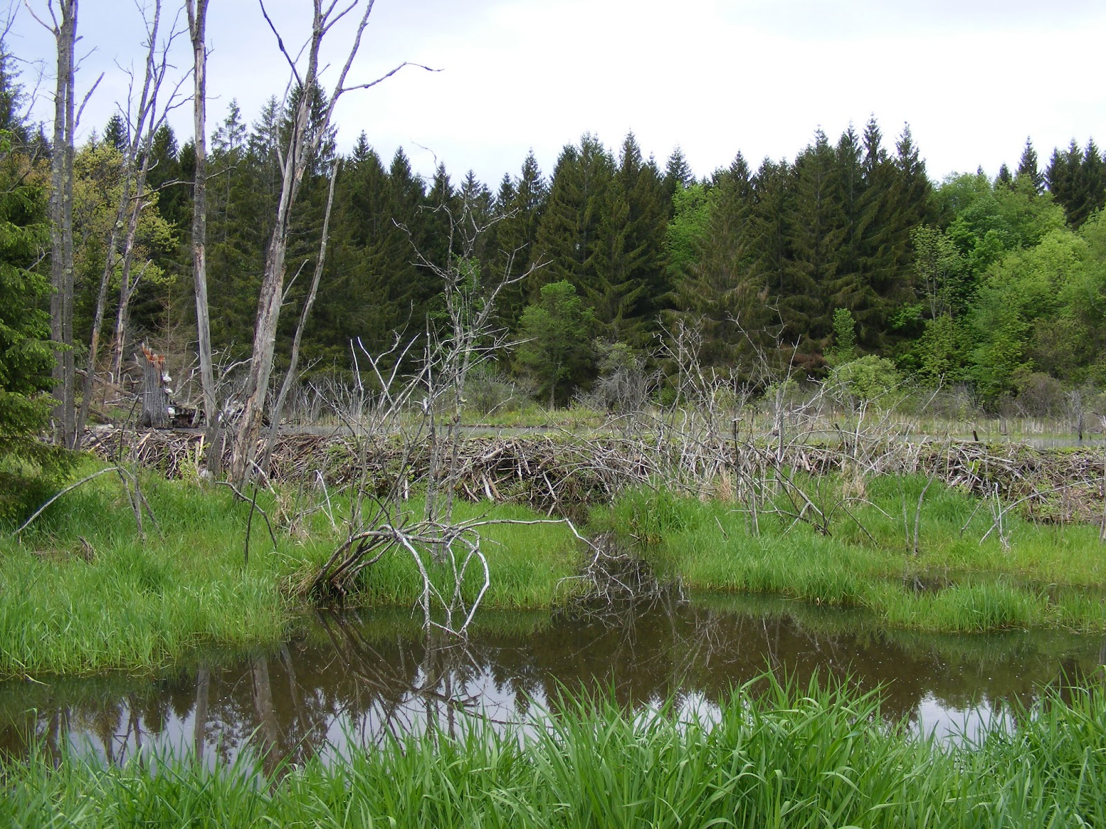 BirdingWeek: Partridge Run WMA & Huyck Preserve