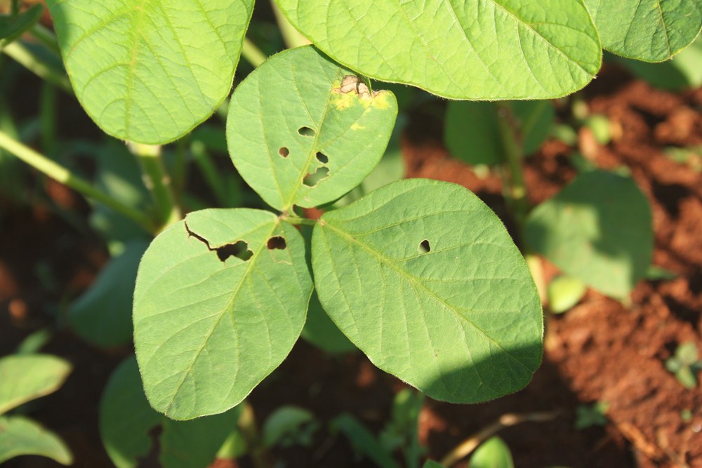 ESTUDOS EM DOENÇAS DE PLANTAS - IFGoiano - Campus Urutaí: Avaliacao de ...