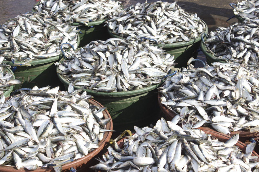 Shutter Gallop: Rosario Fish Port (Rosario, Cavite)