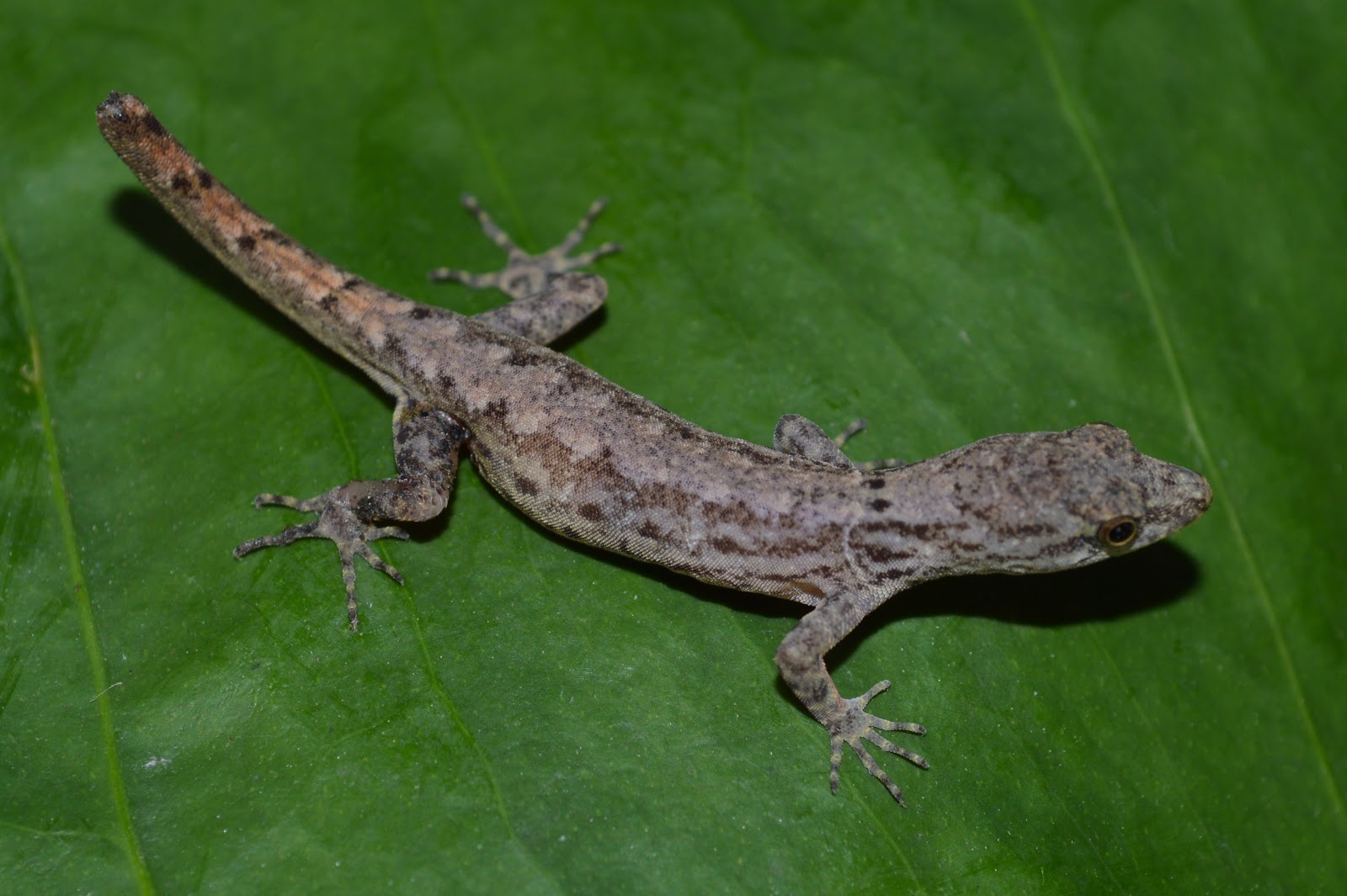 The Herpetology of Trinidad and Tobago: One of Trinidad's geckos gets a ...
