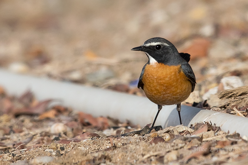 Kuwait Birding: Boubyan and Warba Island