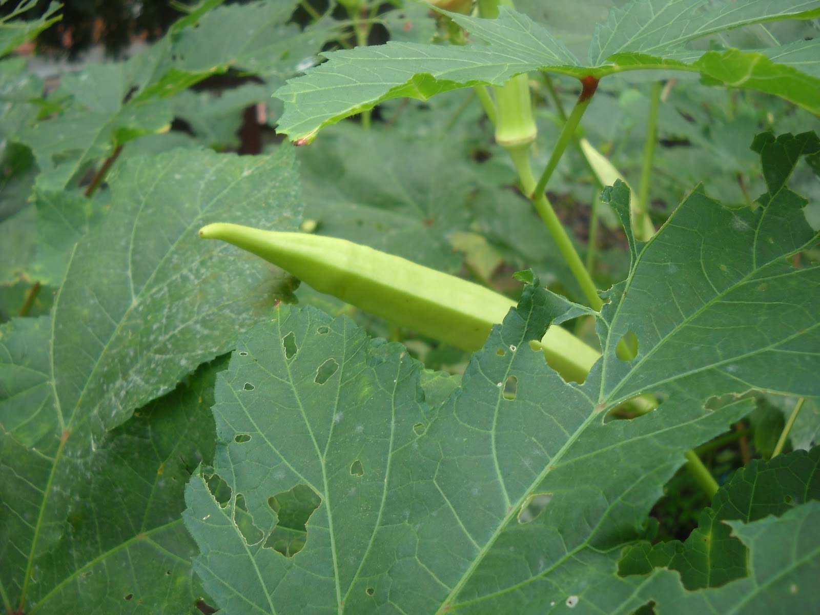 LANGKAH -LANGKAH MENANAM BENDI | Program Pendidikan Khas Integrasi SMK ...