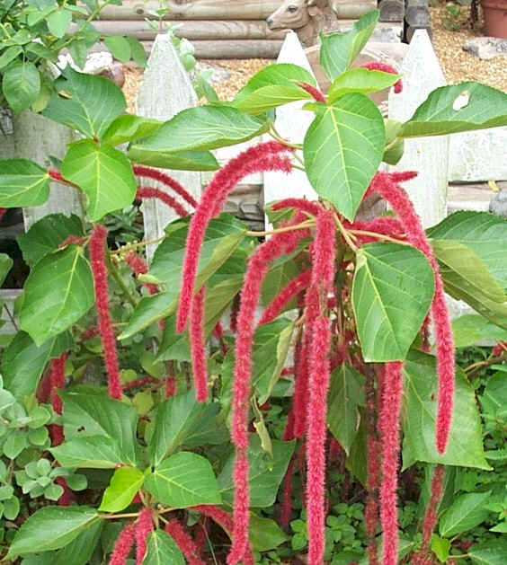 MY JOURNEY FOR MEDICINAL PLANTS: WE MISS THESE PLANTS......