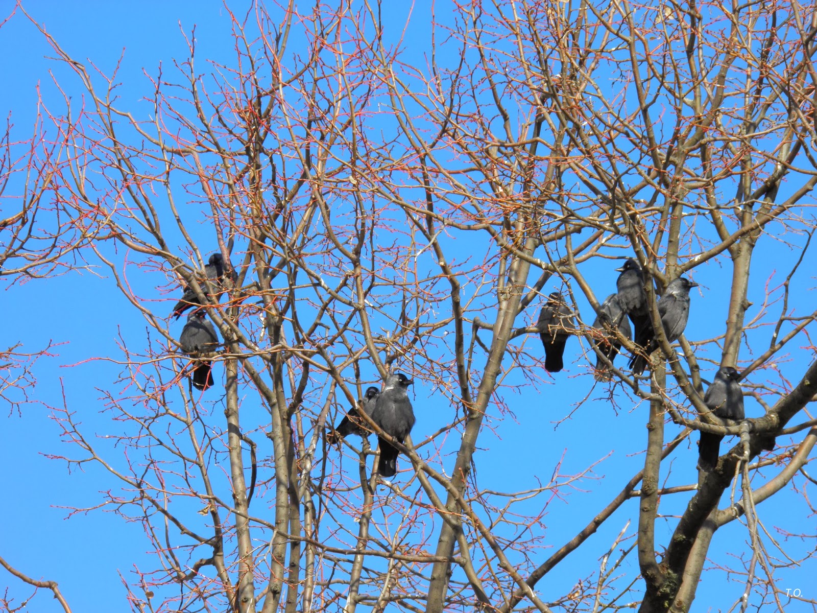 PASARI DIN ROMANIA: STANCUTA, Corvus monedula