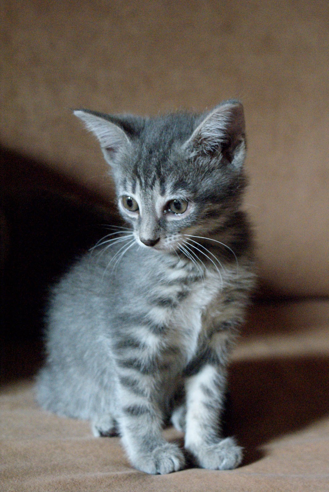 Peikon Poluilla: Kissanpentuja!