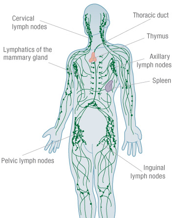 Lymphatic System