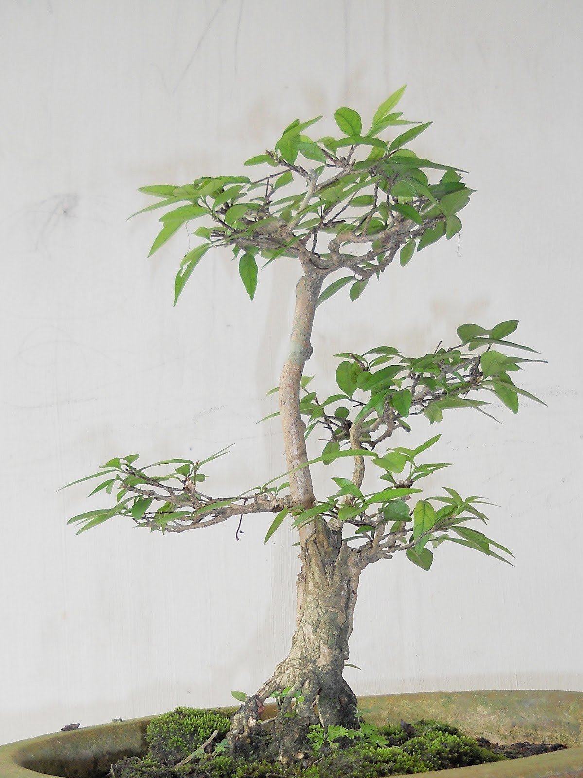 *: Keunikan BONSAI, kreativiti pemiliknya