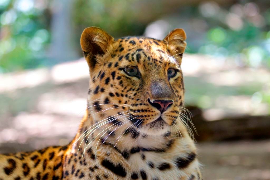 Instinto animal: ataque mortal do leopardo é registrado em vídeo ...