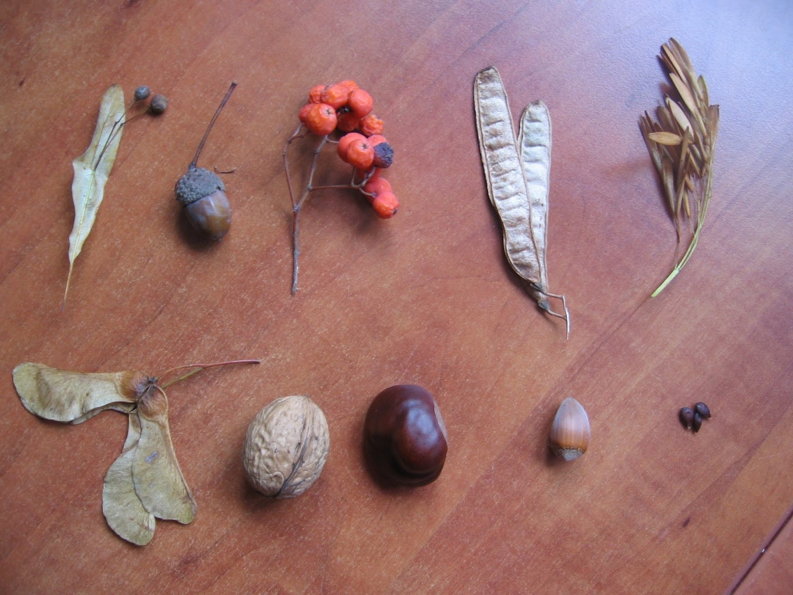 Przyroda na 6: Kolekcja nasion jesiennych