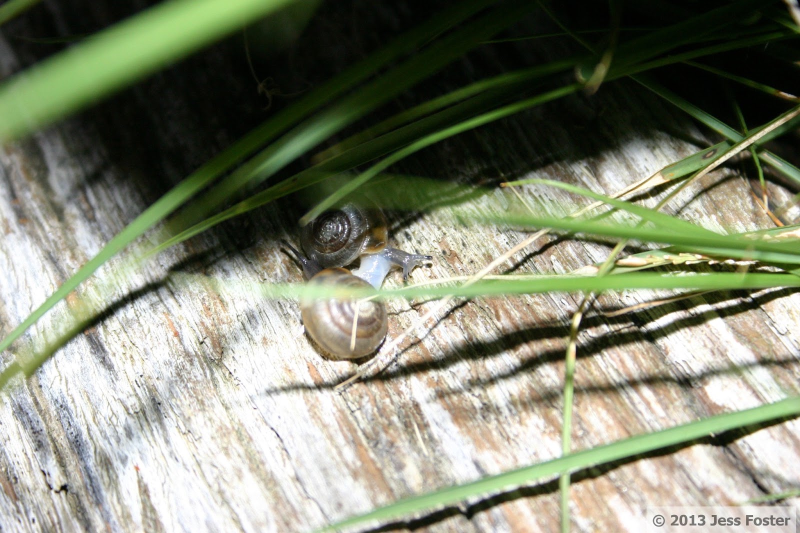 Sluggin' Along: Some Enchanted Evening: Mating Three-toothed Snails