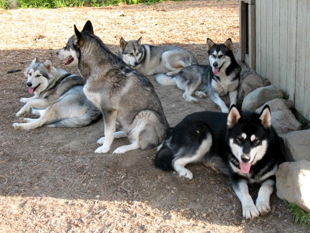 Such Good Dogs: Breed of the Month-- Alaskan Malamute