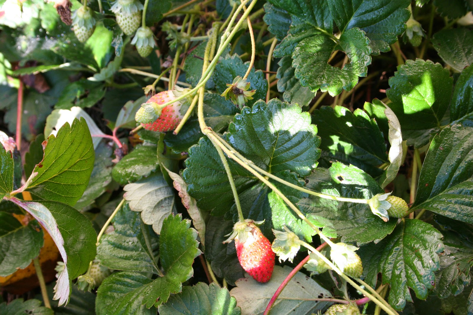 Whispers From Elizabeth: Is It Possible To Have Homegrown Strawberries ...