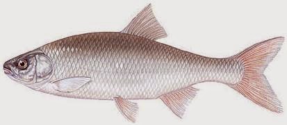 Slatkovodna riba: Plotica