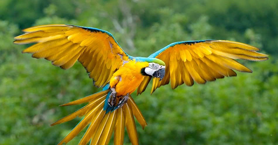imagenes de animales de la selva peruana