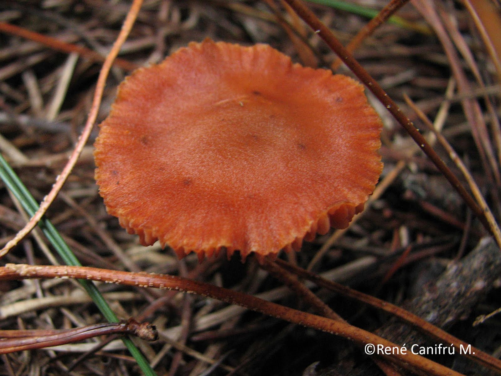 Hongos: Laccaria laccata