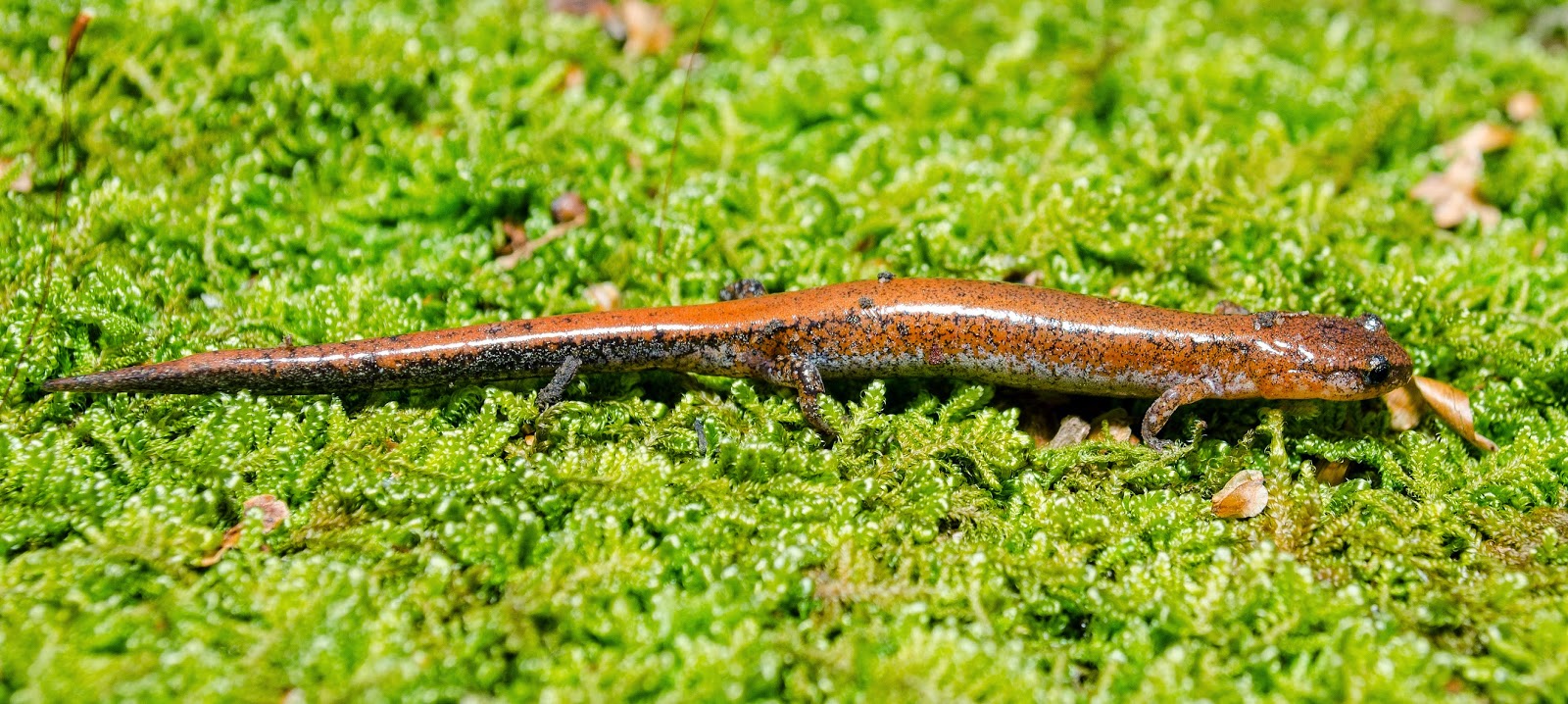On the Subject of Nature: The Red-Backed Salamander, Plethodon cinereus