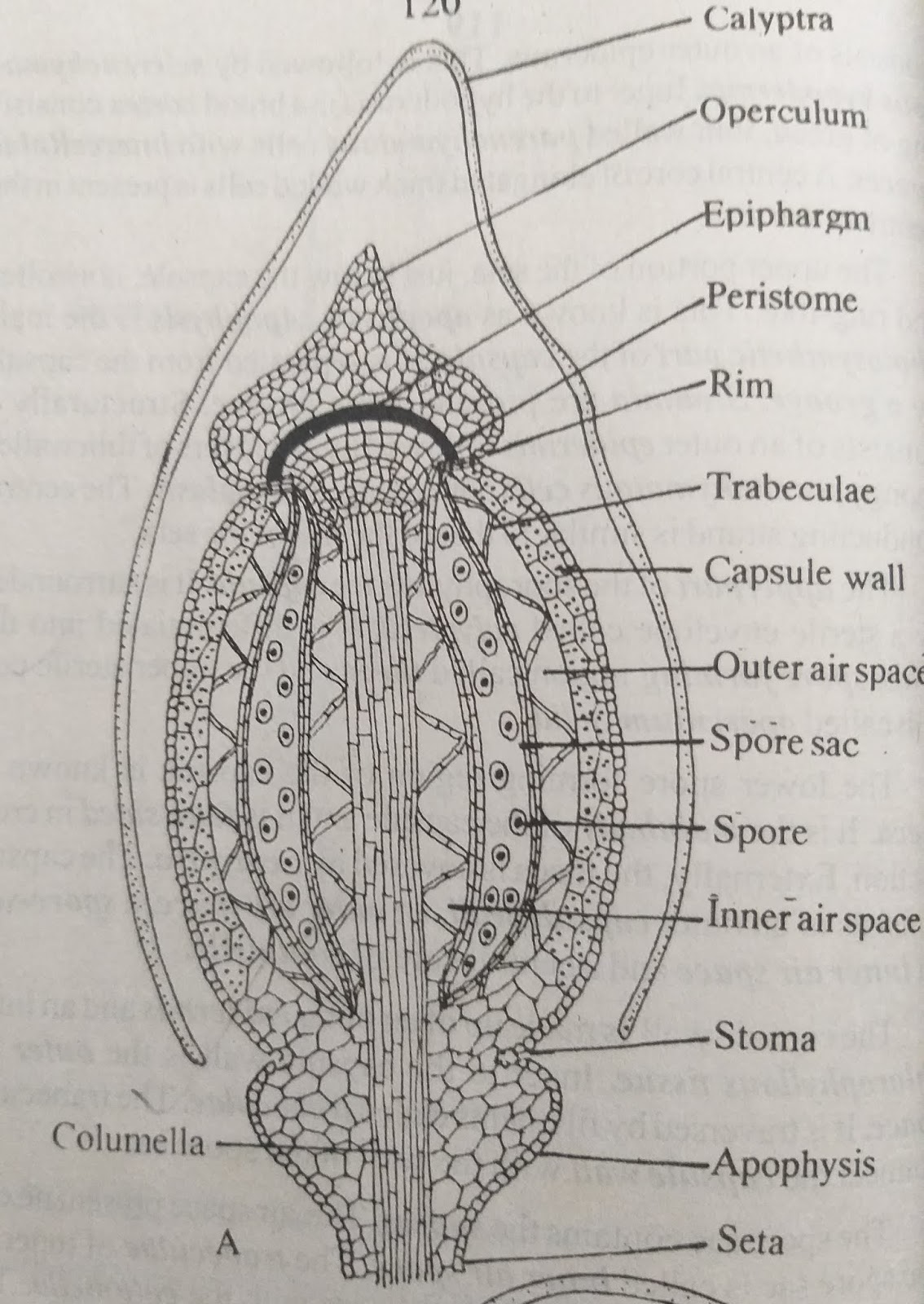 Sporophyte Operculum