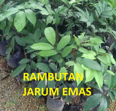 Cita Tani Nursery (NS015495-D): Benih Rambutan Jarum Mas
