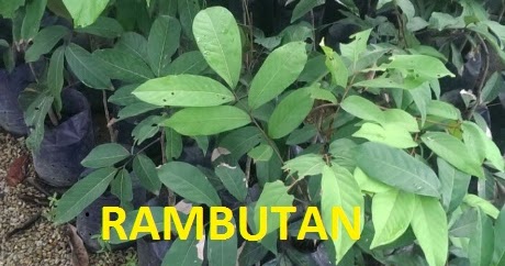 Cita Tani Nursery (NS015495-D): Benih Rambutan Jarum Mas