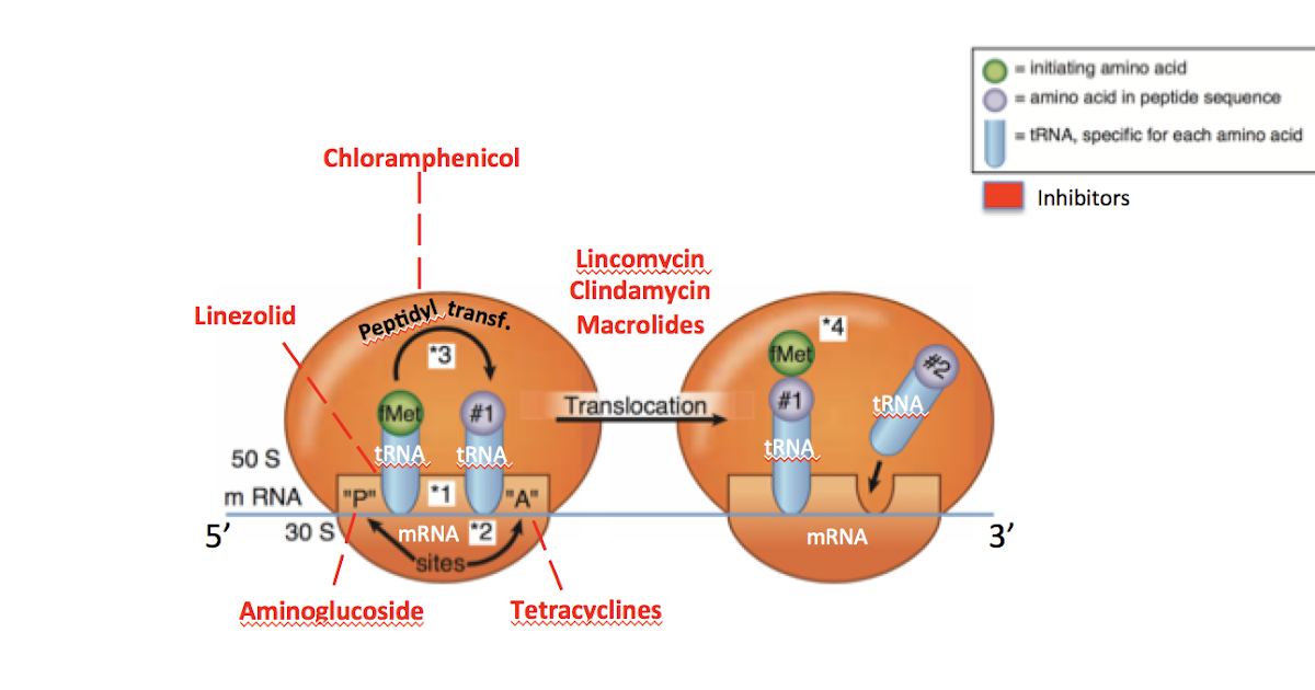 Medicowesome: Bacterial Protein Synthesis Inhibitors