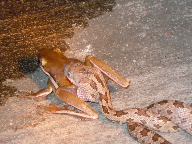 Simply Living: In snake v frog there's only one winner