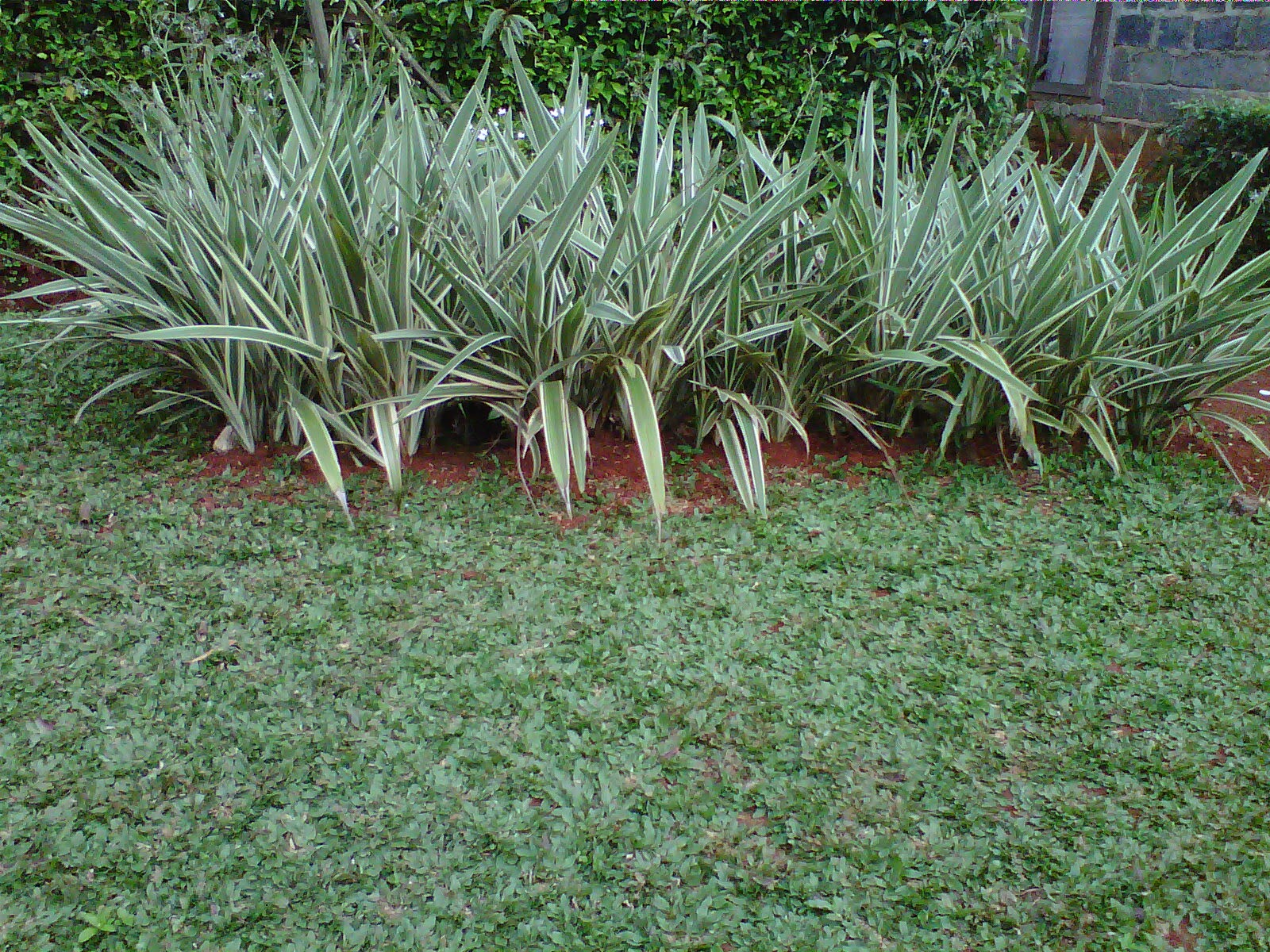 rumput hias|tukang rumput|tukaang taman |gajah mini | LOVE GREEN