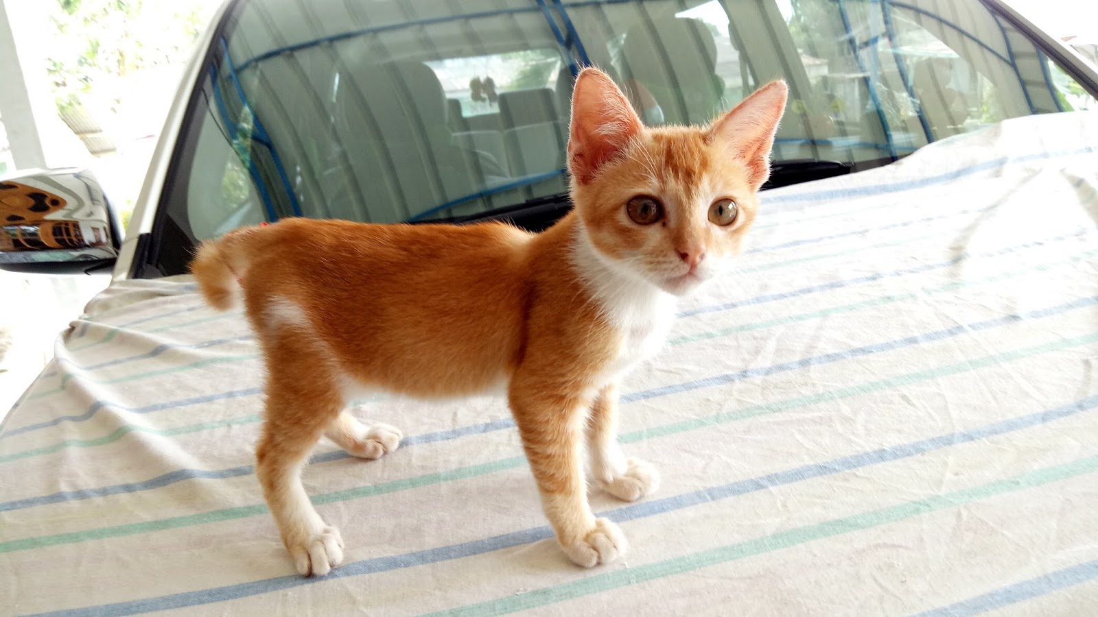 Kuyimuct-Yell: KUYI, Kucing comel imut unyu unch unch lope lope kuykuy ...