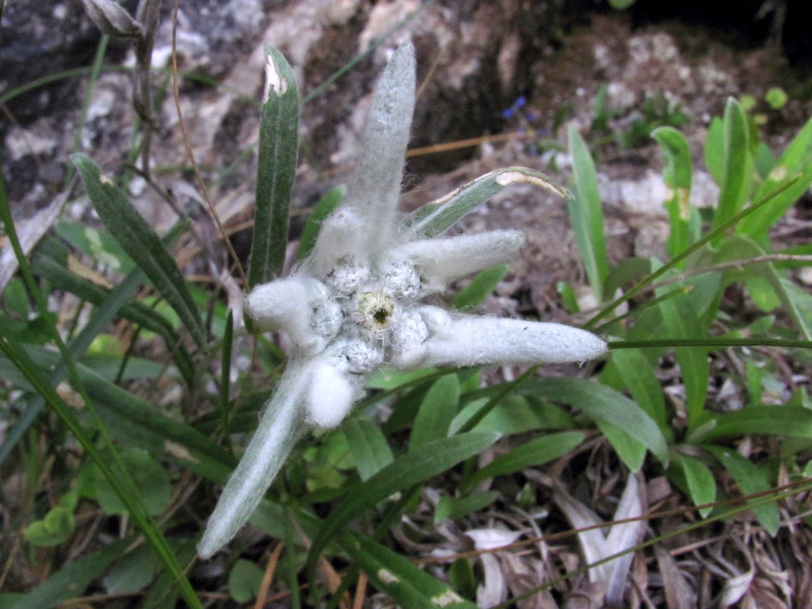 Gânduri printre rânduri: floarea reginei