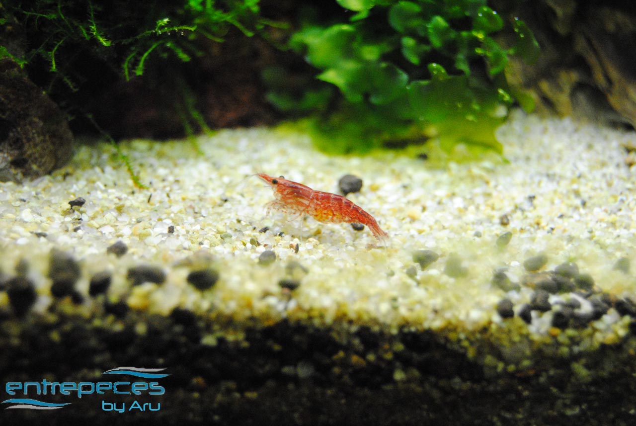 Entrepeces: Ficha de invertebrados: Neocaridina Heteropoda "Red Cherry"