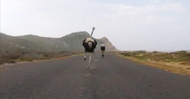 White Wolf : Ostrich Goes Full 'Road Runner' To Chase Down Cyclists