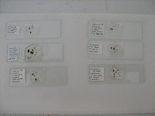 The Praise of Insects: PhD week 49: Slide mounting