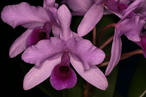 Asociación Jalisciense de Orquideología: Las Cattleyas