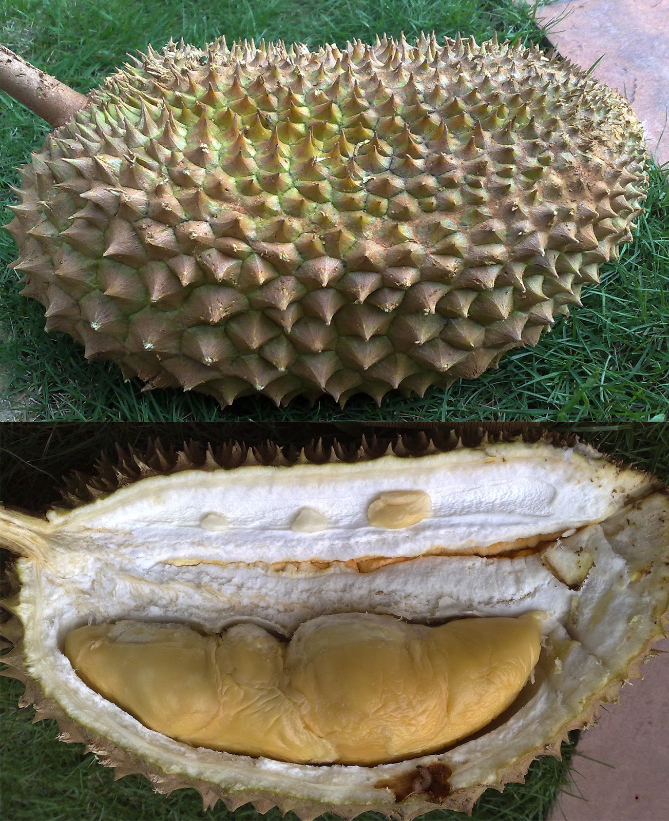 Durian Info: Botany of The Common Durian