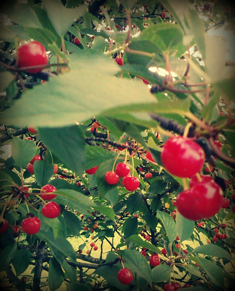 Tales from the Coop Keeper: As the Coop Turns