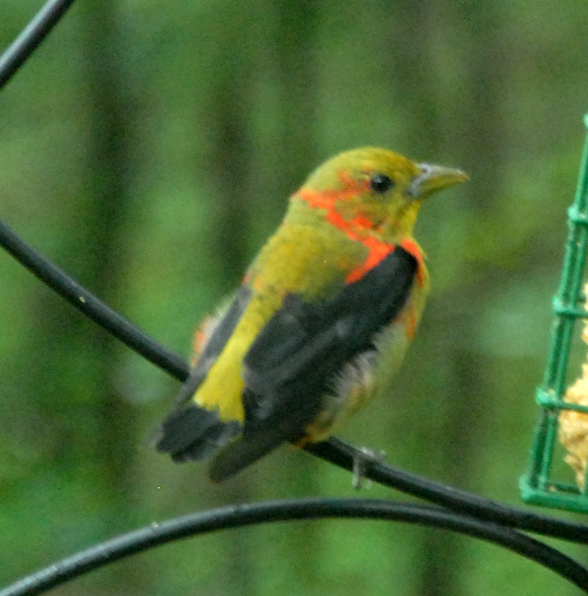 House of the Purple Worms: A Summer Tanager