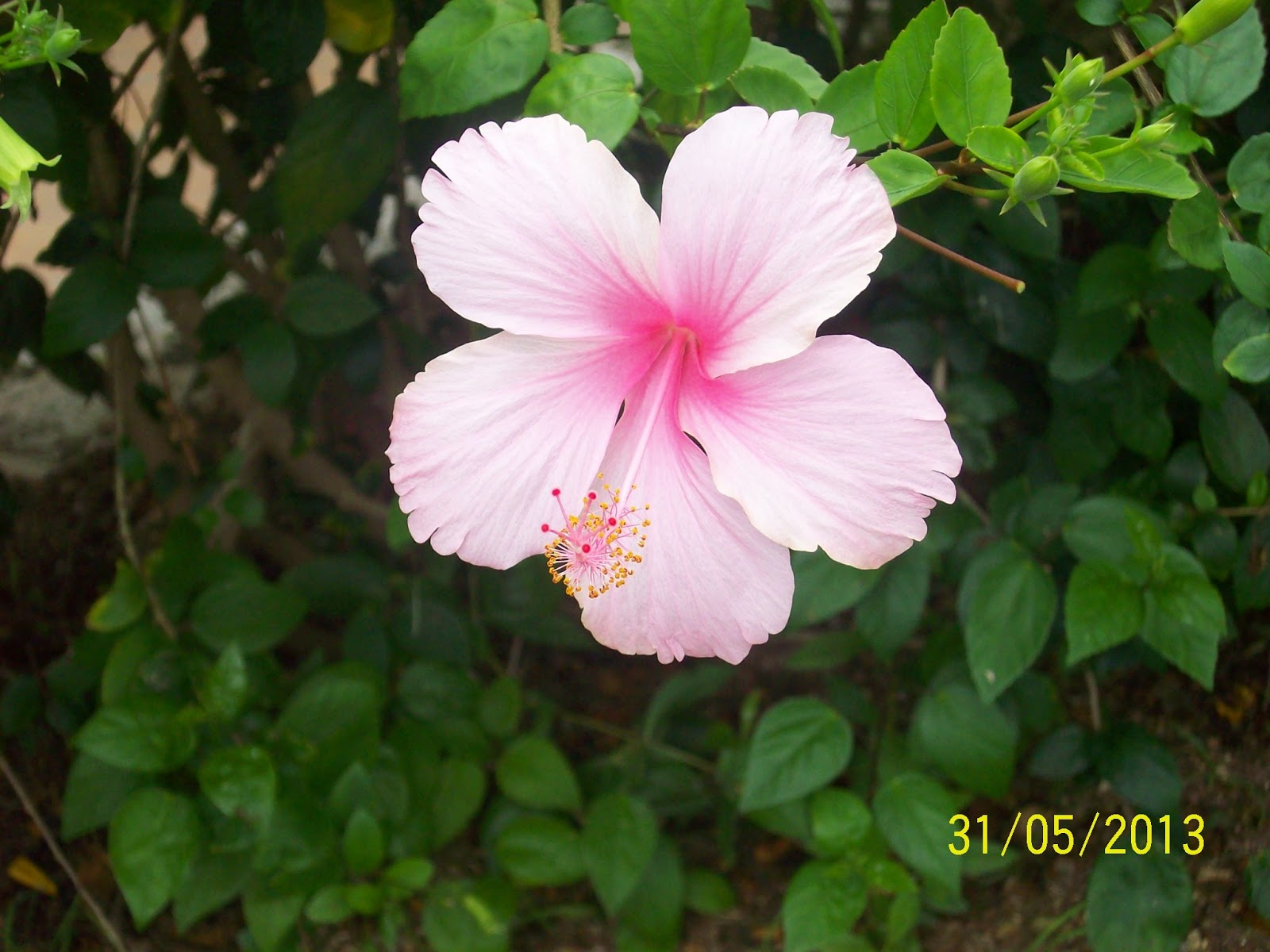 live#Cuba: Flores cubanas. El Marpacífico. #Cuba