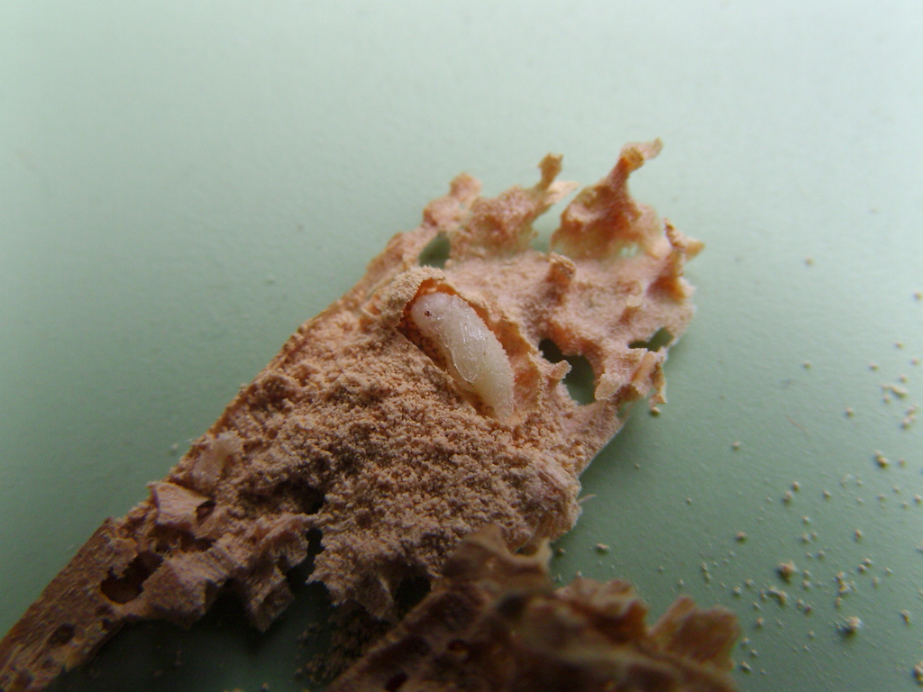 BLDGconservation: Common furniture beetle - Anobium punctatum