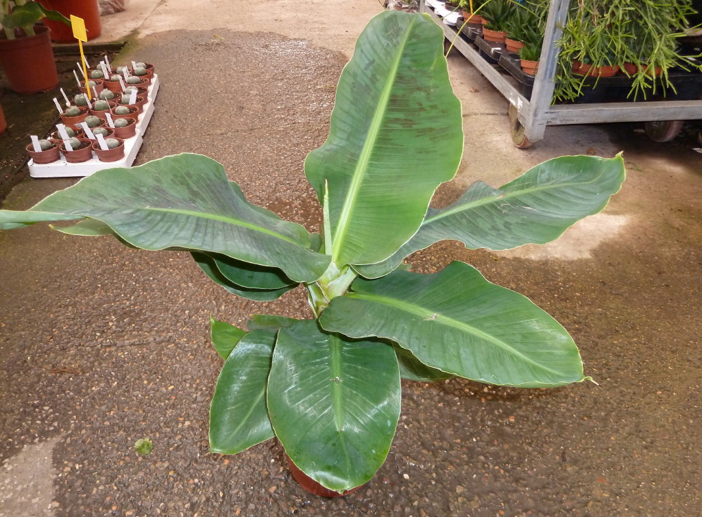 Musa Acuminata Dwarf Cavendish Cuidados Top Quality | www.pinnaxis.com