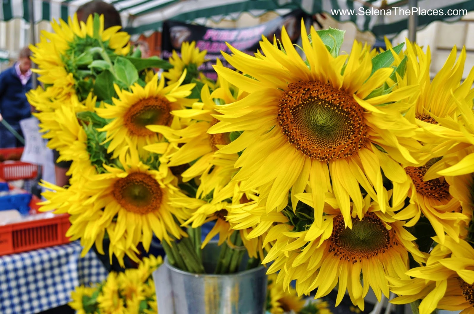 Oh, the places we will go!: The Frome Super Market