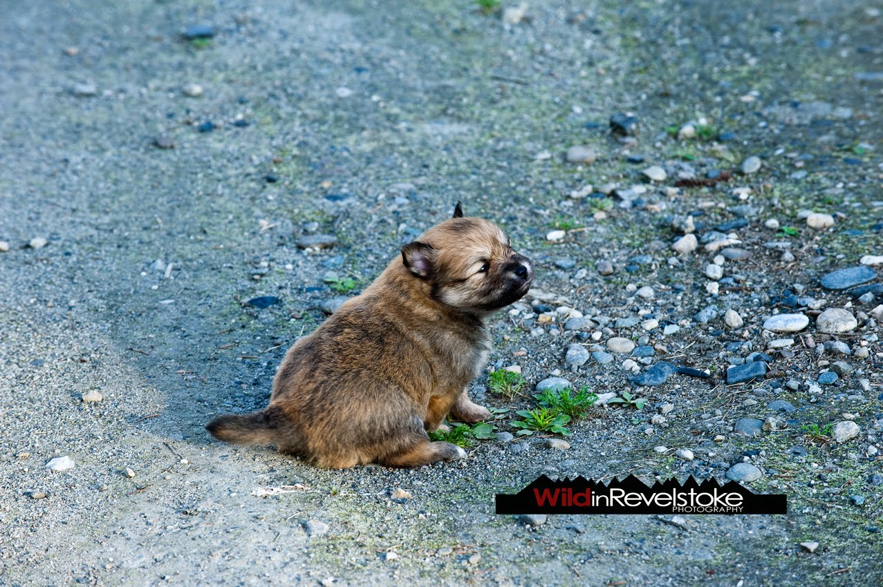 Wildin BC Photography: Pomino Puppies #4