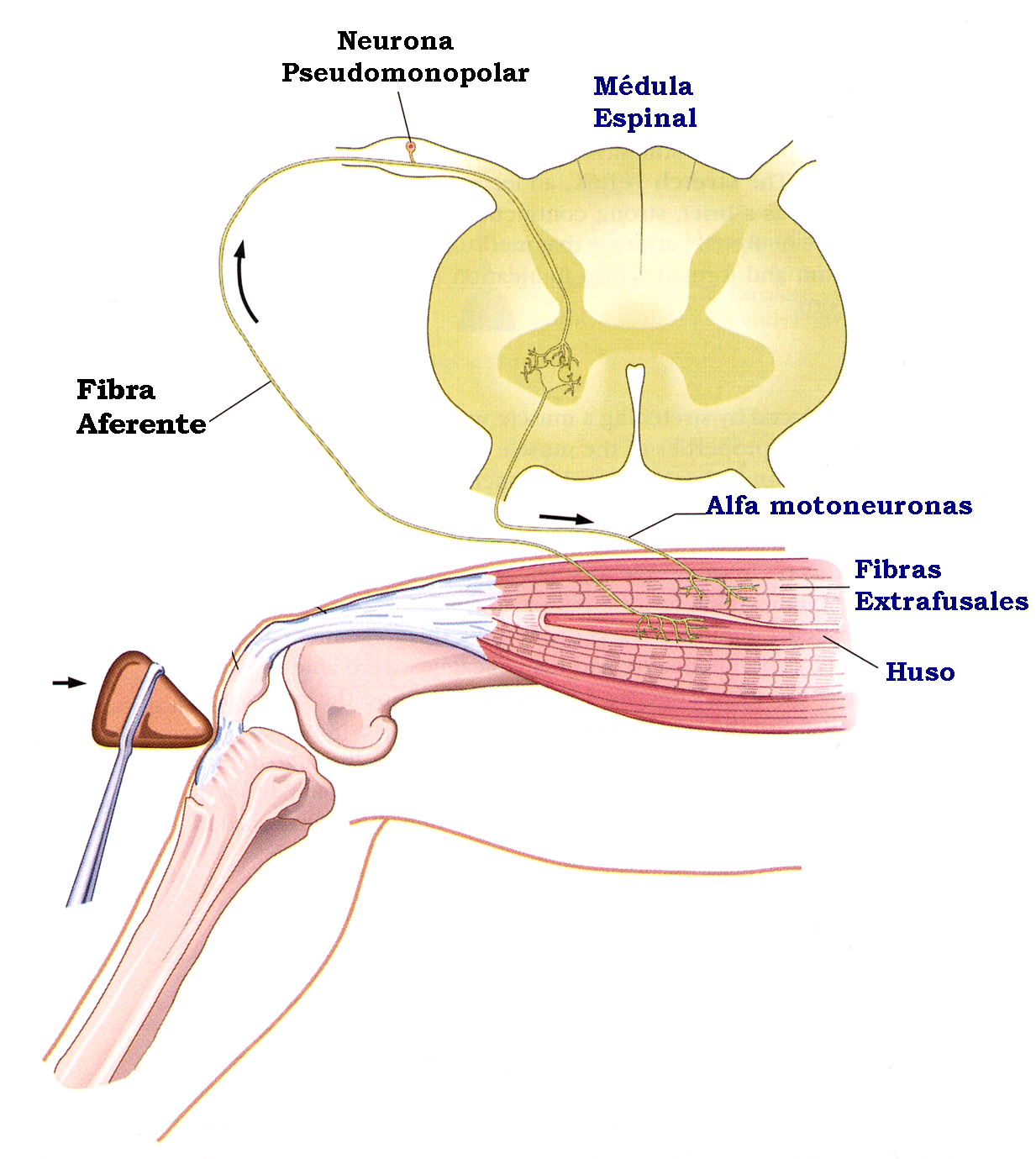 Te interesa esto Greira: La columna vertebral