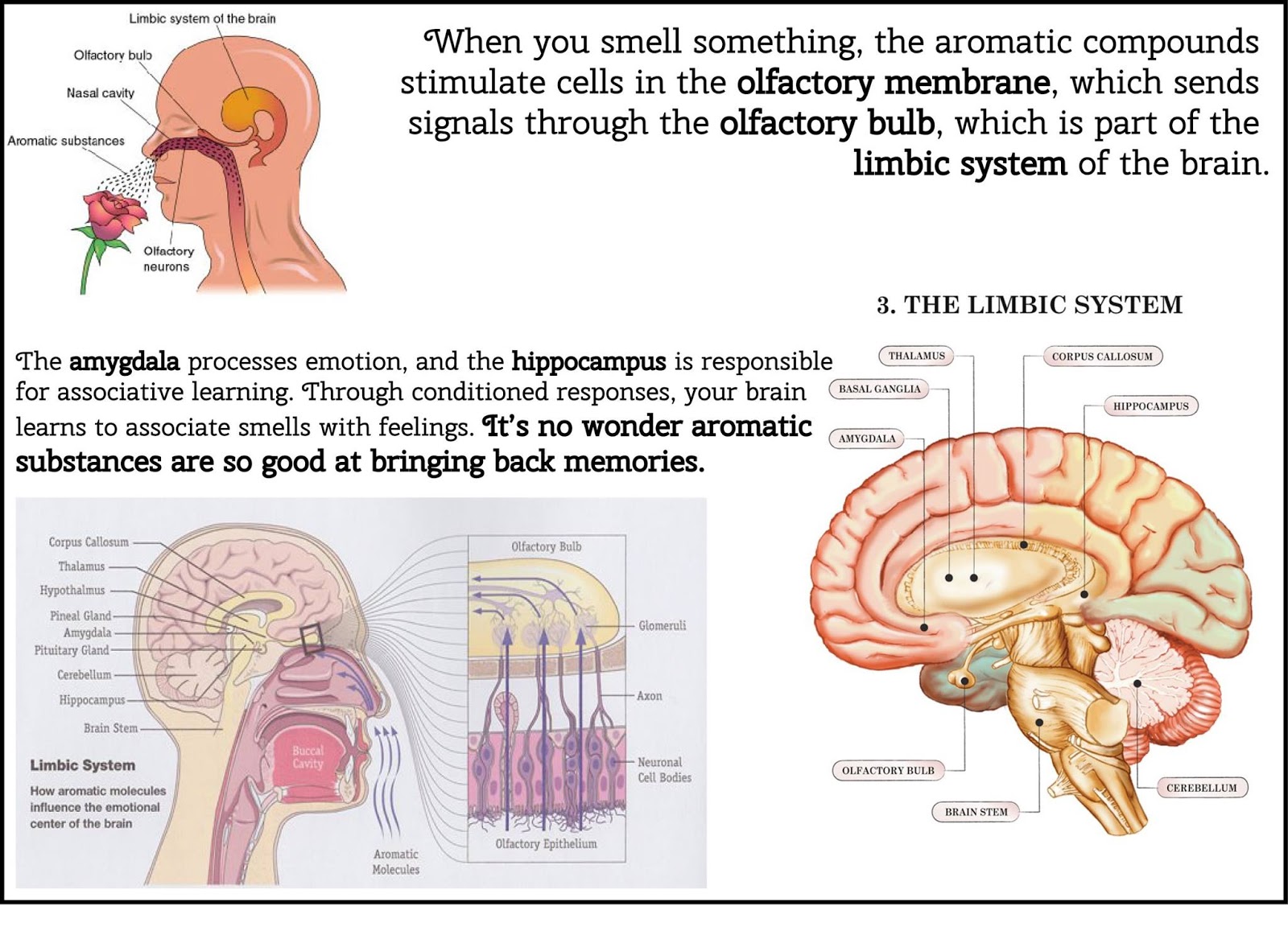 ~LiVe LiFe To ThE FuLLeSt~: How does essential oil work?