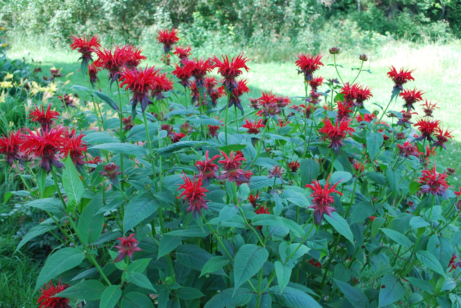 Ferme du Sault: Monarde Jacob Cline