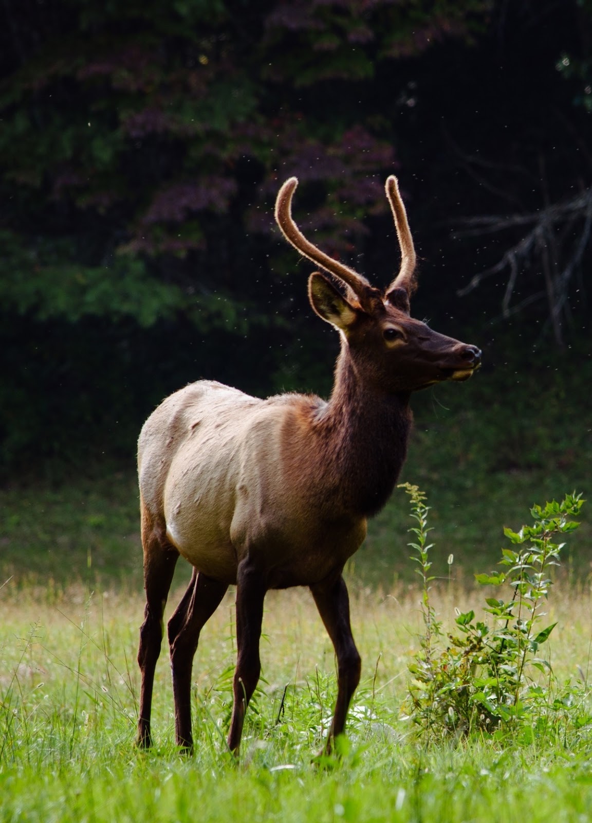 Picture of a beautiful reindeer - About Wild Animals