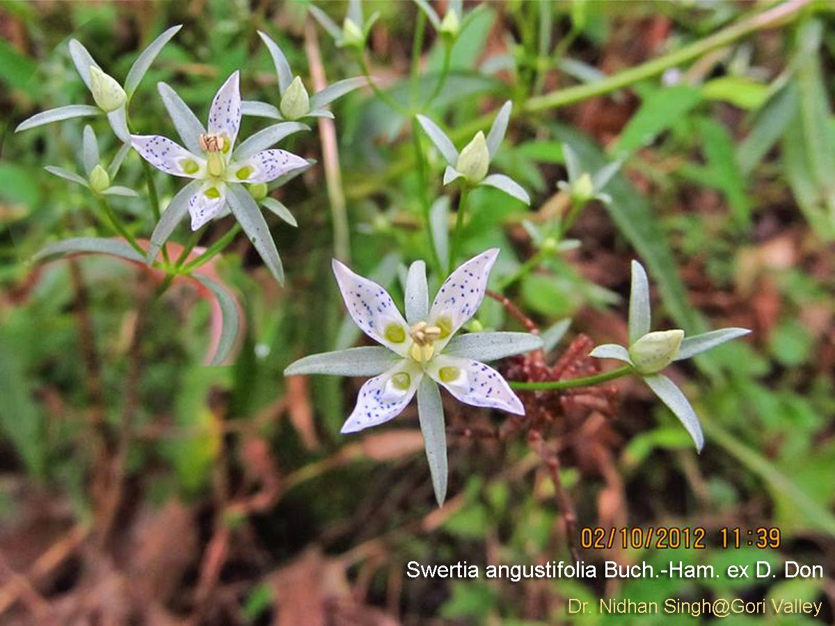 Medicinal Plants: Swertia angustifolia