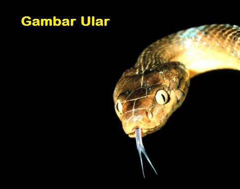 Gambar Ular