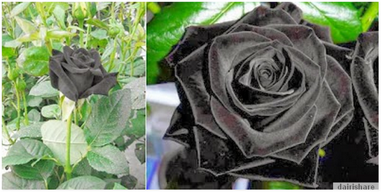Bunga Ros Berwarna Hitam Hanya Terdapat Di Turki - Crito Loni