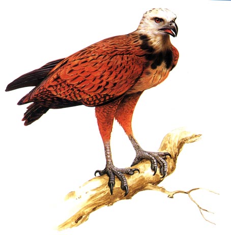 TCHÊ : BIOMA GAÚCHO